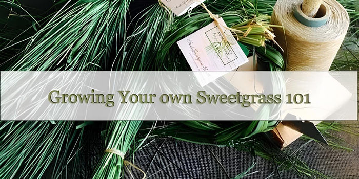 Growing Your own Sweetgrass 101 Complete Guide